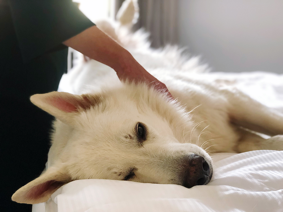 Síntomas de parásitos en perros: Descubre cómo identificarlos ...